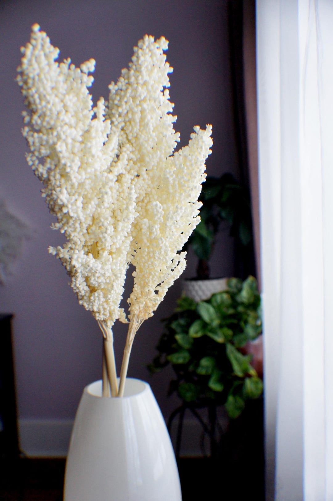 Preserved Millet, White Millet Spray Stem, Greenery, Dried Plants ...