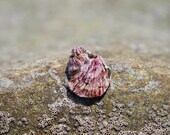 Items similar to Pink Volcano Shell-(8"x10")-Fine Art Photography Print ...