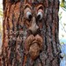 Mr. Grumpy Stump Tree Face Fun Birthday Gifts Made in - Etsy Canada