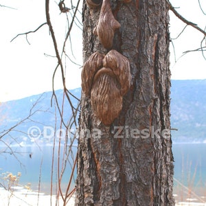 Mr. Grumpy Stump Tree Face Fun Birthday Gifts Made in - Etsy Canada