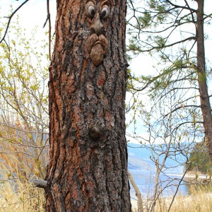The Original & Genuine Mr. Grumpy Stump Tree Face, Fun Gift, Unique ...