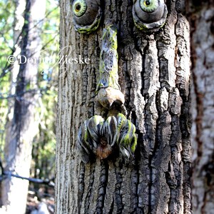 Ole Treemun - Large Concrete Tree Face Perfect Gift Birthday Gift ...