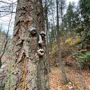 Forrest Stump - Concrete Tree Face Whimsical Gardeners Gift Forest Face ...