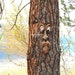 Mr. Grumpy Stump Tree Face Fun Birthday Gifts Made in - Etsy Canada