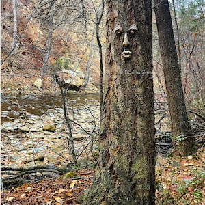 Forrest Stump - Concrete Tree Face Whimsical Gardeners Gift Forest Face ...