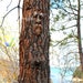 Mr. Grumpy Stump Tree Face Fun Birthday Gifts Made in - Etsy Canada