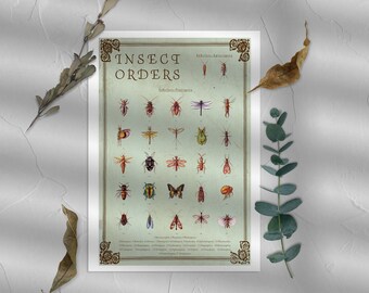 Insect Orders Print - Etsy