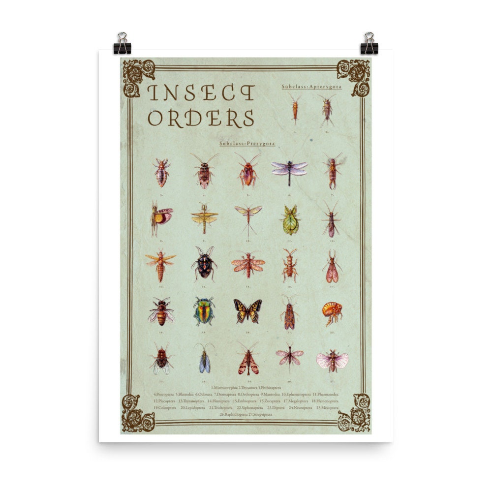 Insect Orders Poster, Science Art - Etsy
