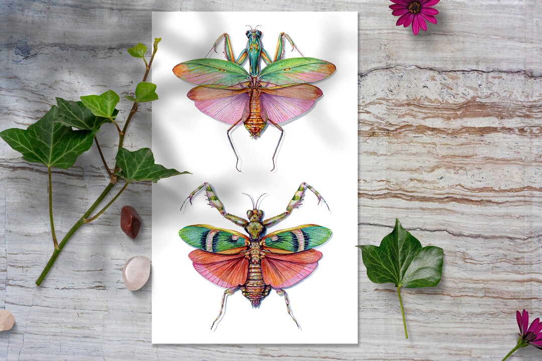 Praying Mantises Art Print - Etsy