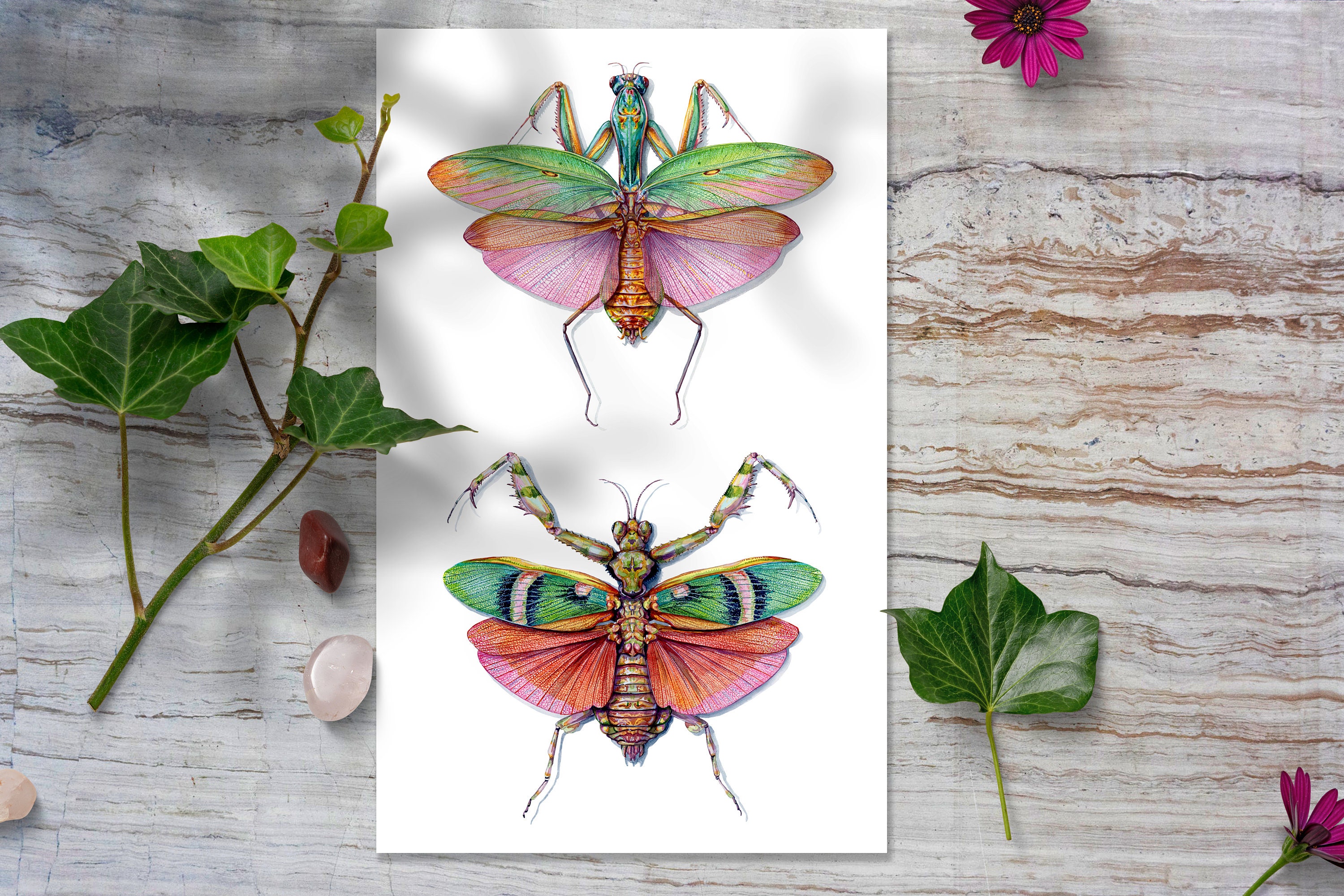 Praying Mantises Art Print - Etsy