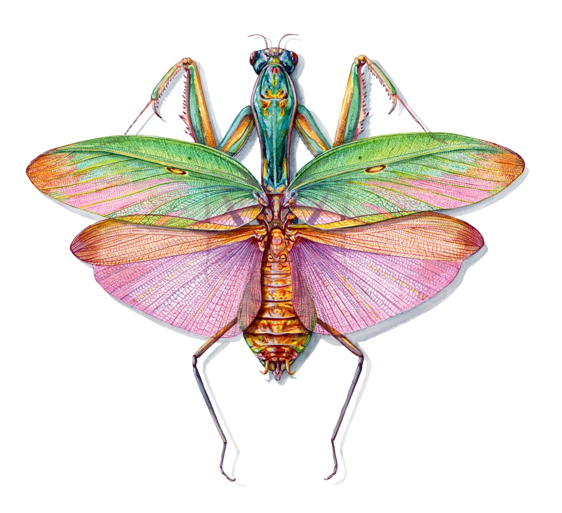 Pink Praying Mantis Art Print, Insect Watercolor Poster - Etsy
