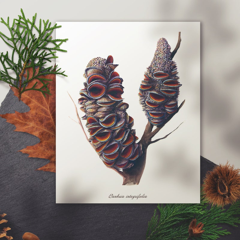 Banksia Pod - Etsy