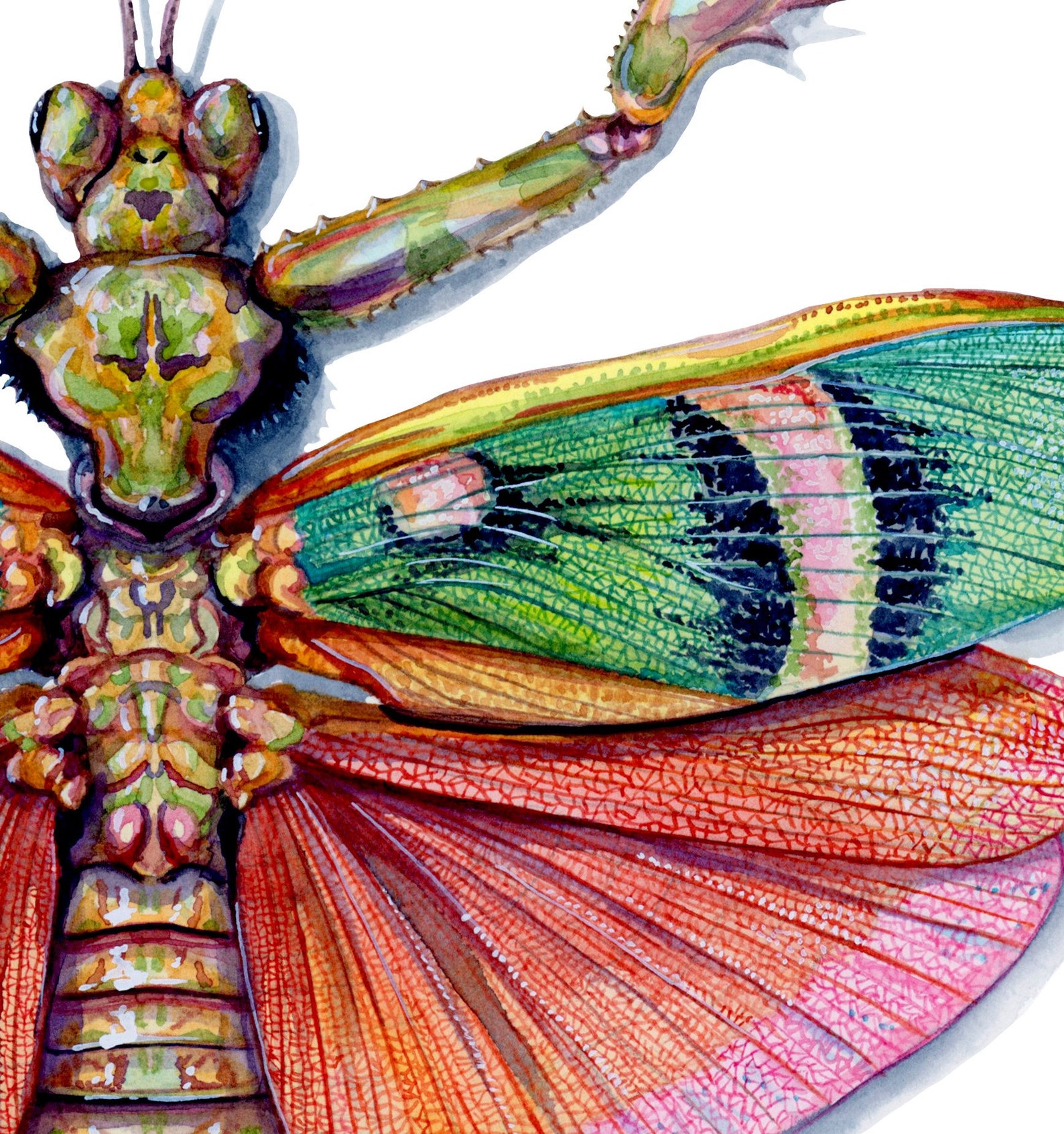 Gold Praying Mantis Art Print, Insect Poster - Etsy