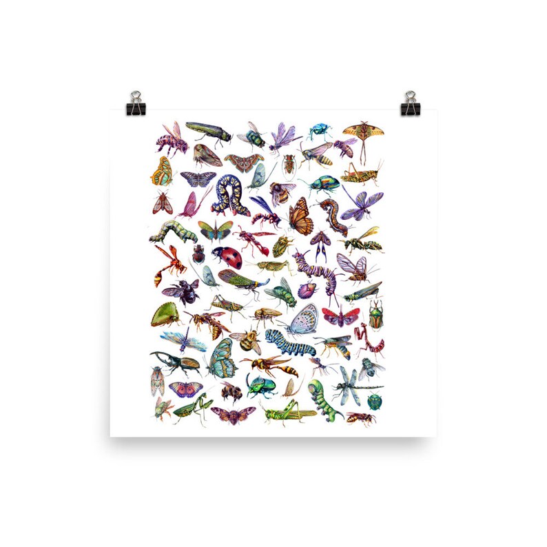 Insects Art Print, Science Poster - Etsy