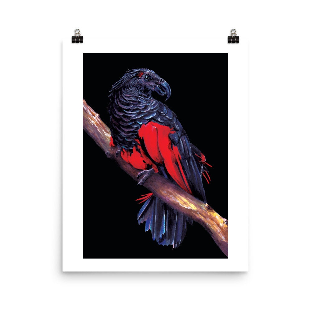 Dracula Parrot Art Print, Dark Nature Poster Goth Gift - Etsy
