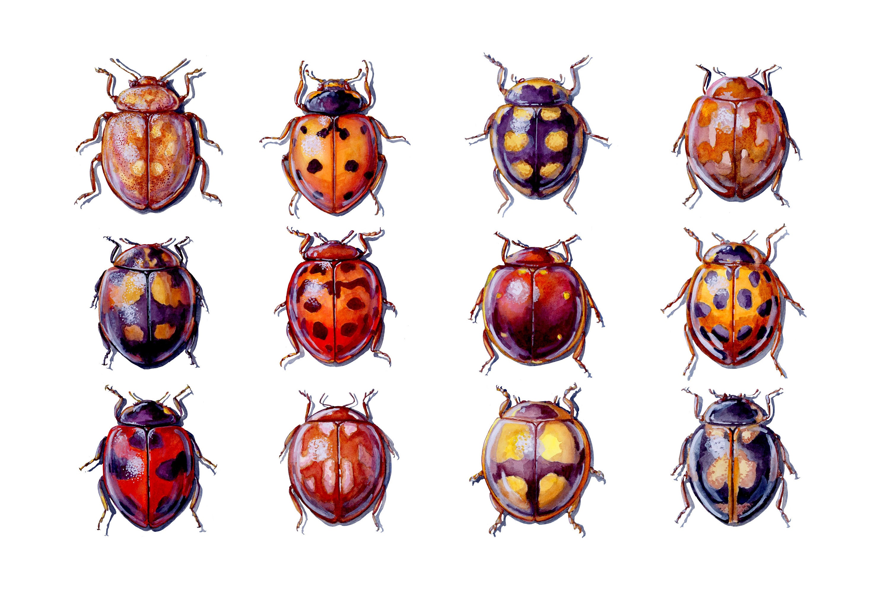Beetle Watercolor Print: Whimsical Nature Art, Delightful Insect Poster ...