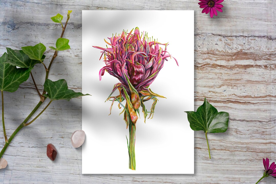Stunning Watercolor Print of Australian Gymea Lily Botanical Art - Etsy