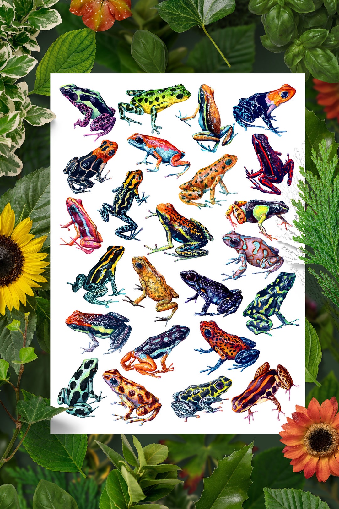 Colorful Frog Wall Art, White Background, Dart Frog Poster - Etsy