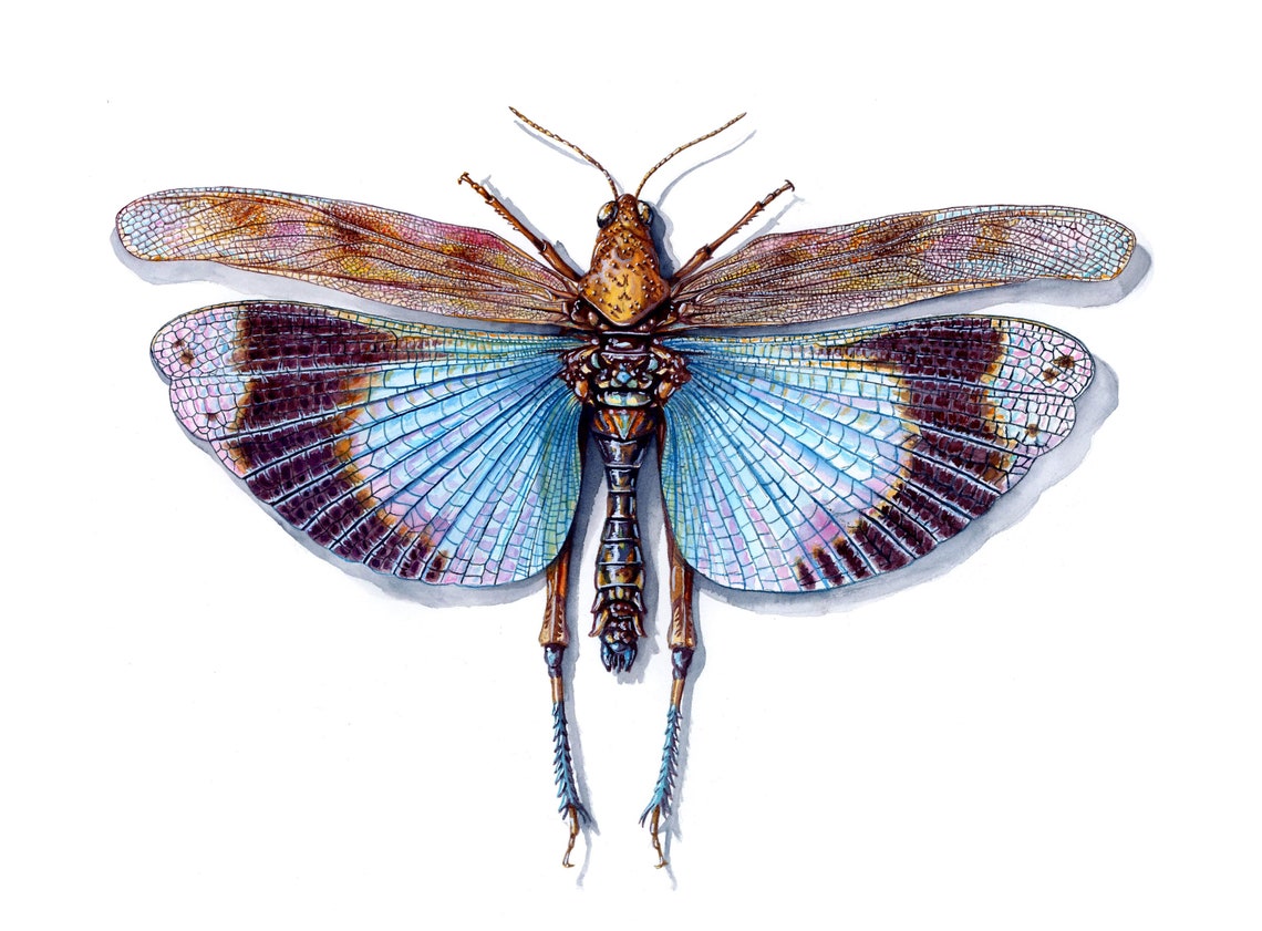 Blue Grasshopper Art Print, Insect Poster - Etsy