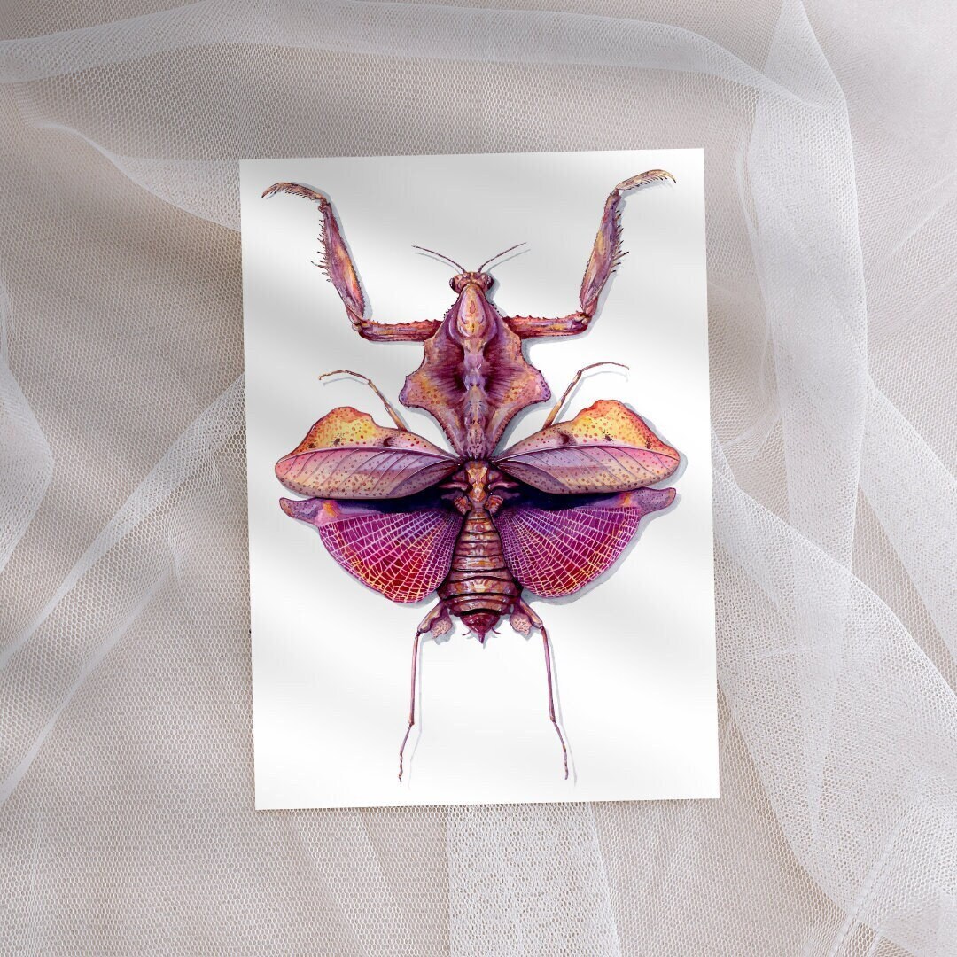 Purple Praying Mantis Art Print, Insect Painting - Etsy