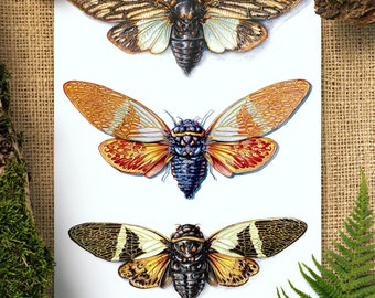 17 Year Cicada Art Print Oil Painting Reproduction Colorful Wallpaper ...