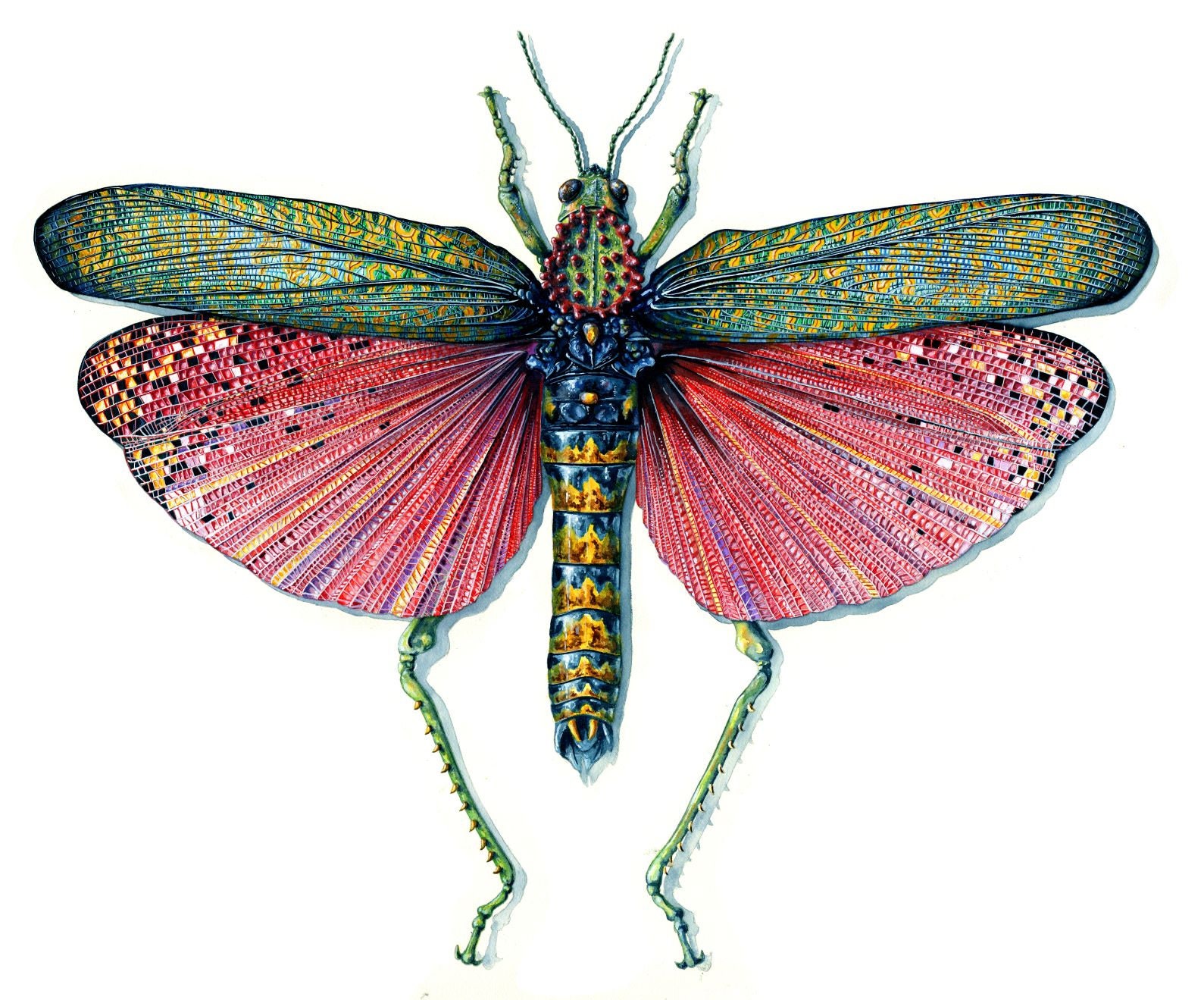 Red Insect Art Print, Grasshopper Poster - Etsy