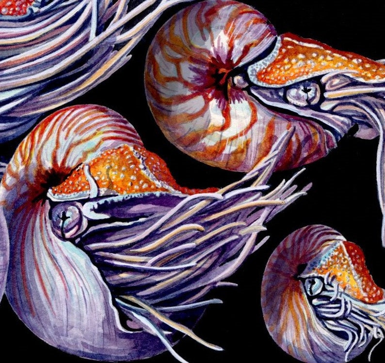 Nautilus Art Print, Deep Sea Poster - Etsy