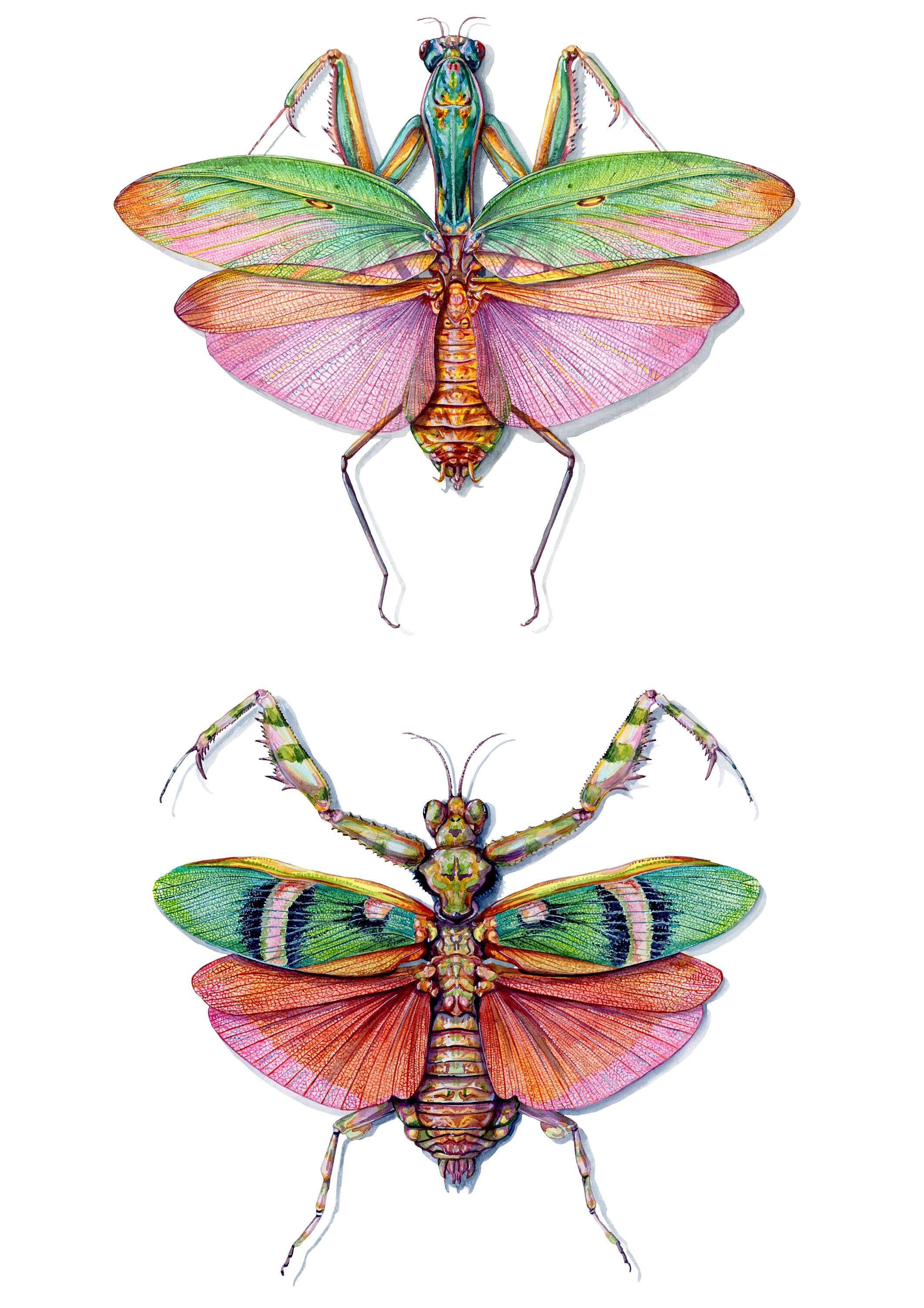 Praying Mantises Art Print - Etsy