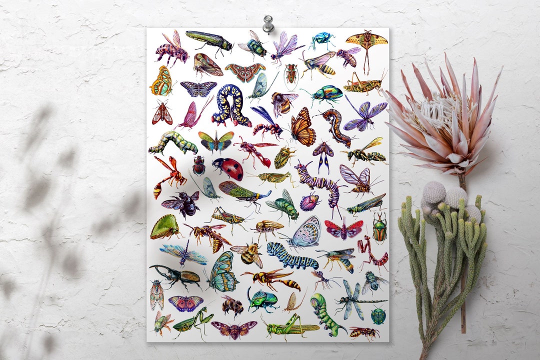 Insects Art Print, Science Poster - Etsy