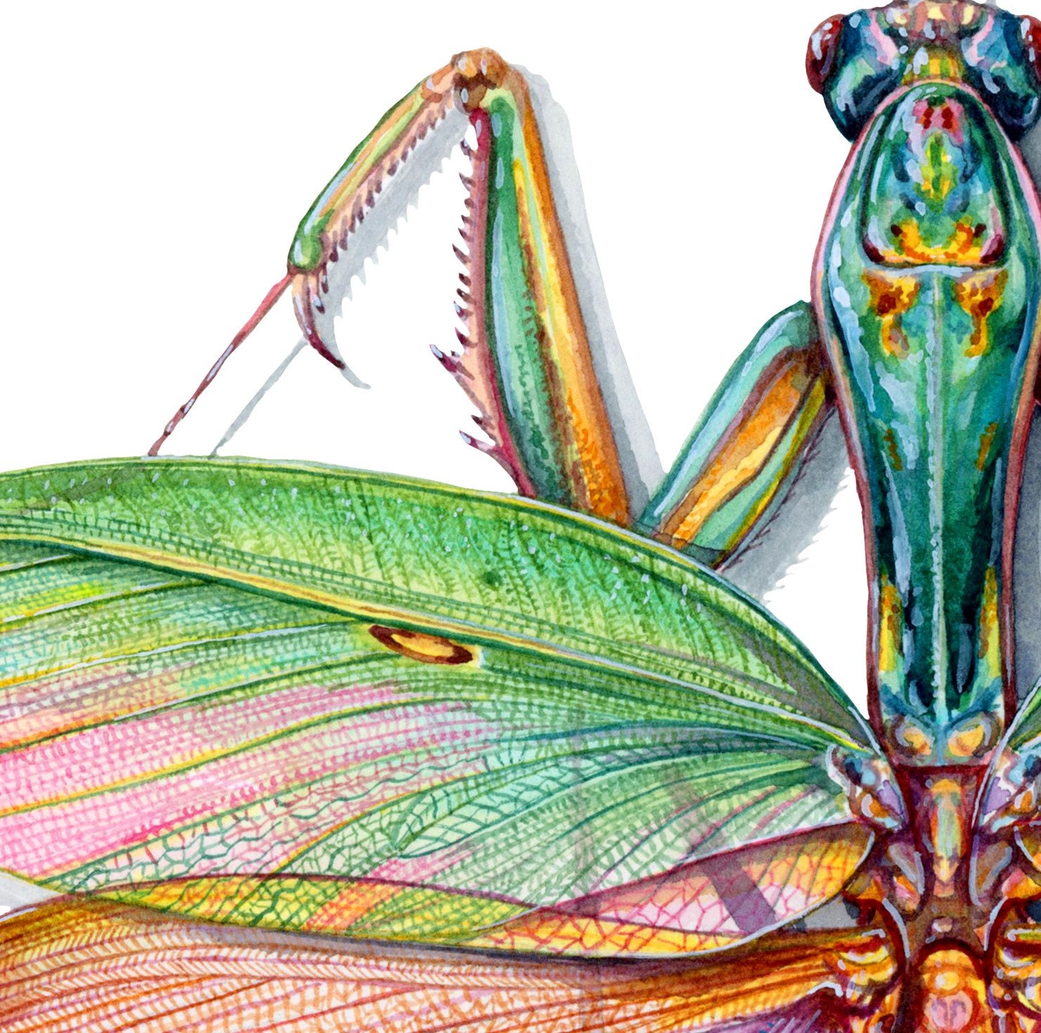 Pink Praying Mantis Art Print, Insect Watercolor Poster - Etsy