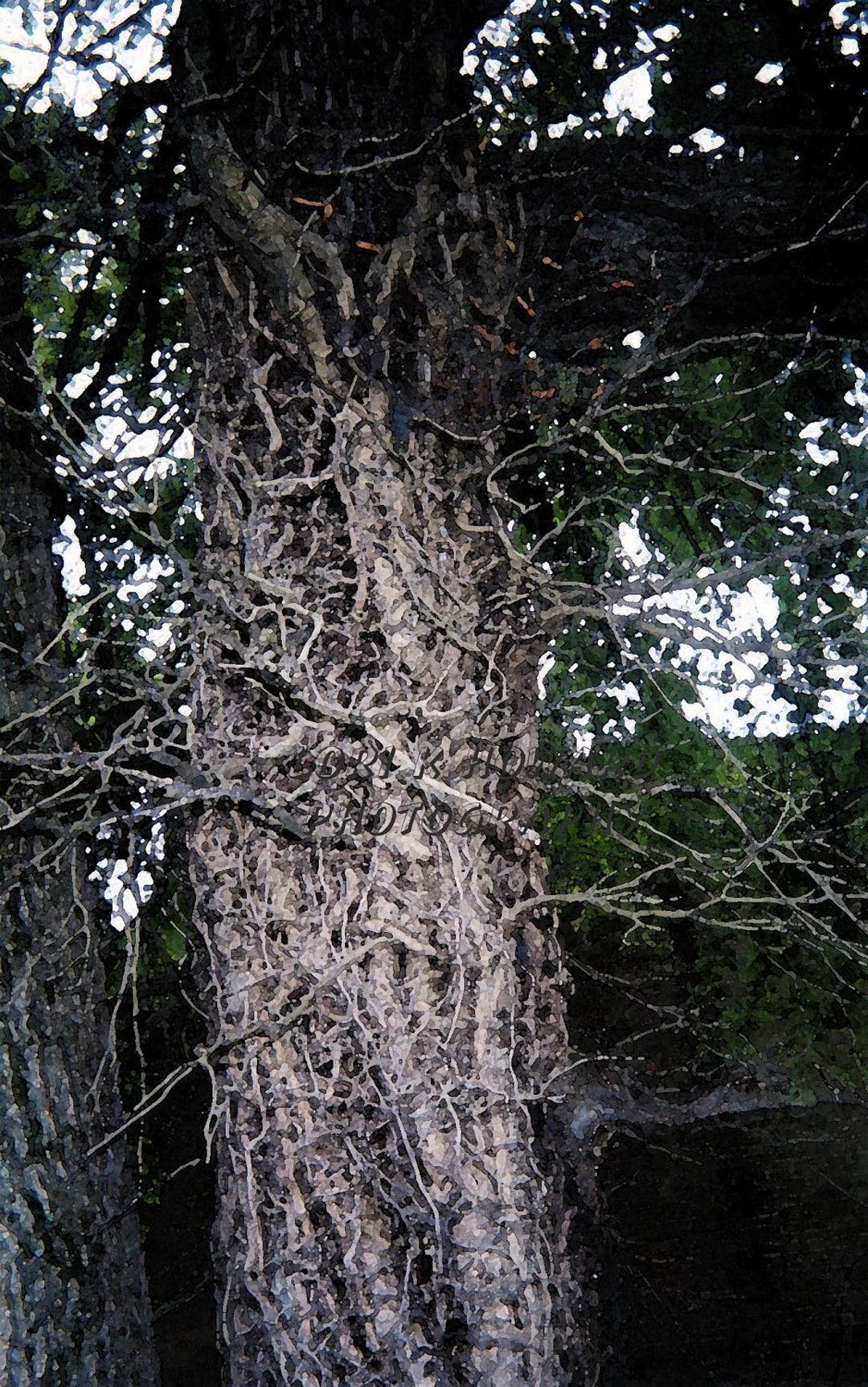 Creepy Gnarled Tree Photograph - Etsy