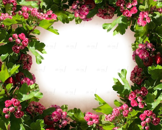Flower Frames For Photoshop
