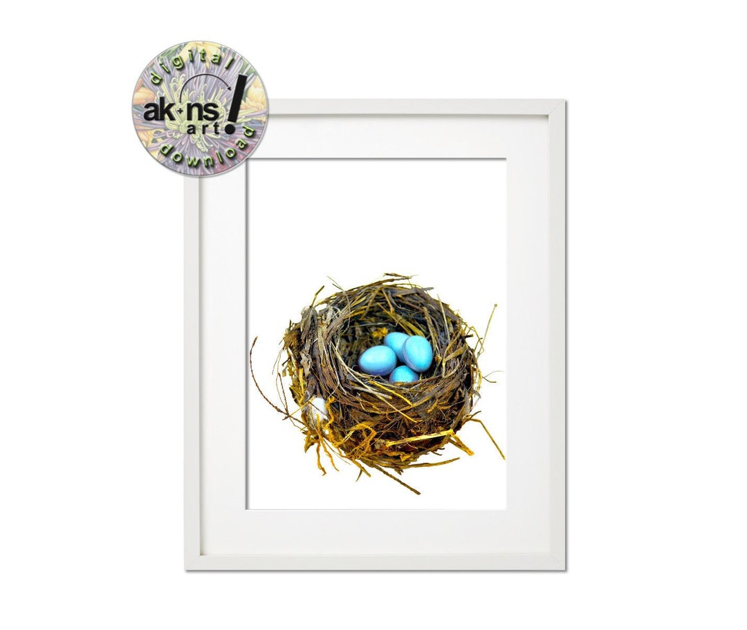 Impresión de nido de pájaro Robin huevo azul wildfowl pared - Etsy España