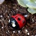 Chubby Garden Ladybug Terrarium Figurines Polymer Clay - Etsy