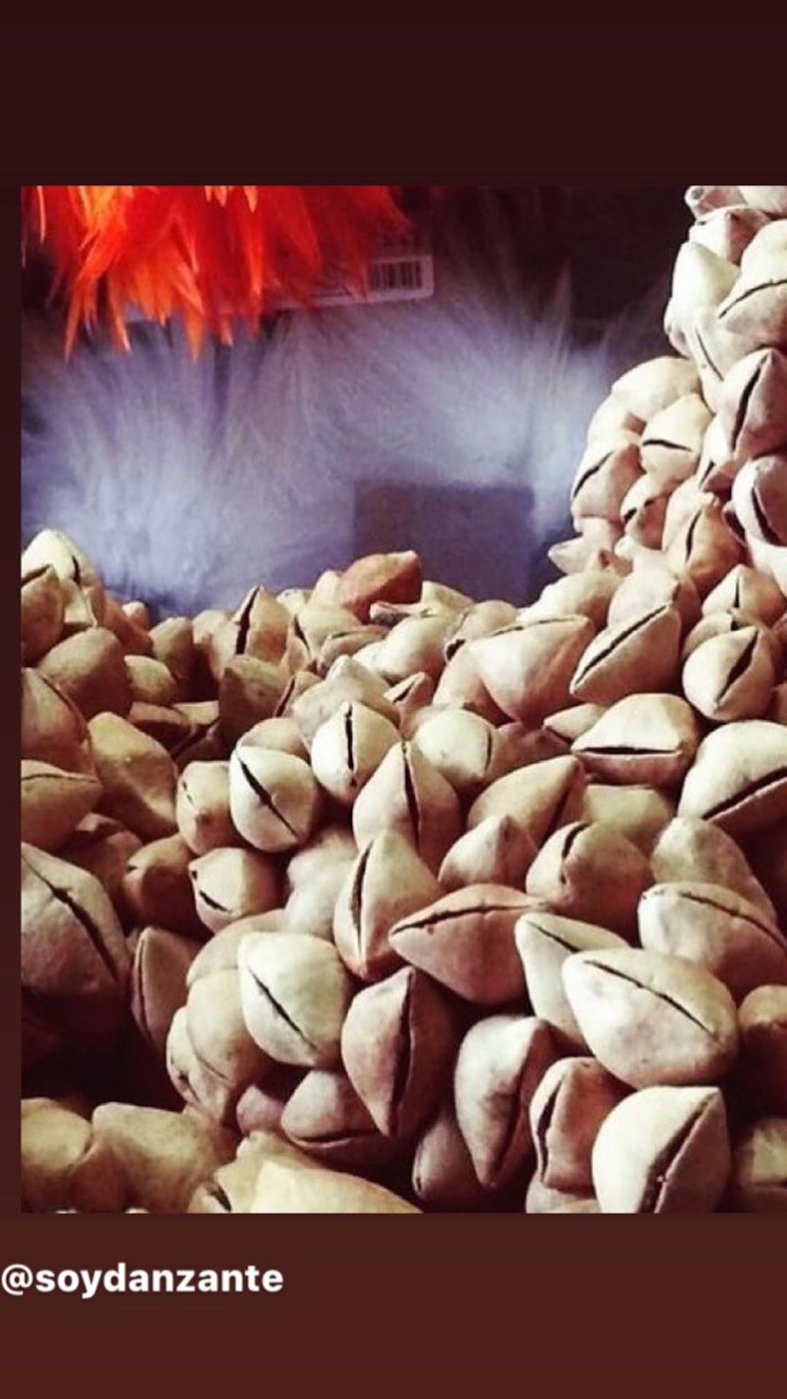 Chachayotes Ayoyotes Ayotl Coyoleras 100 Shells - Etsy