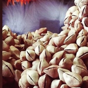 Chachayotes Ayoyotes Ayotl Coyoleras 100 Shells - Etsy