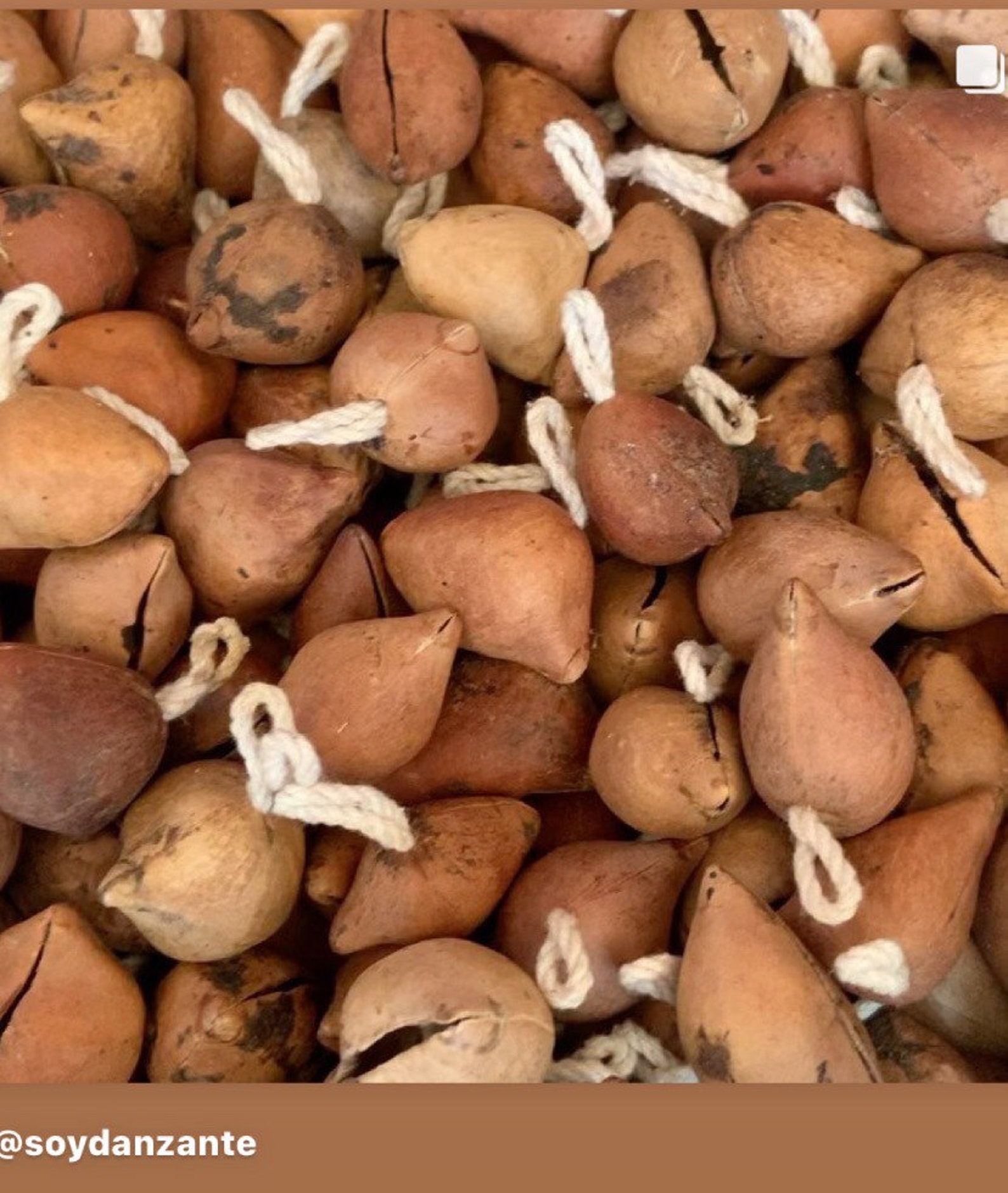 Chachayotes Ayoyotes Ayotl Coyoleras 100 Shells - Etsy