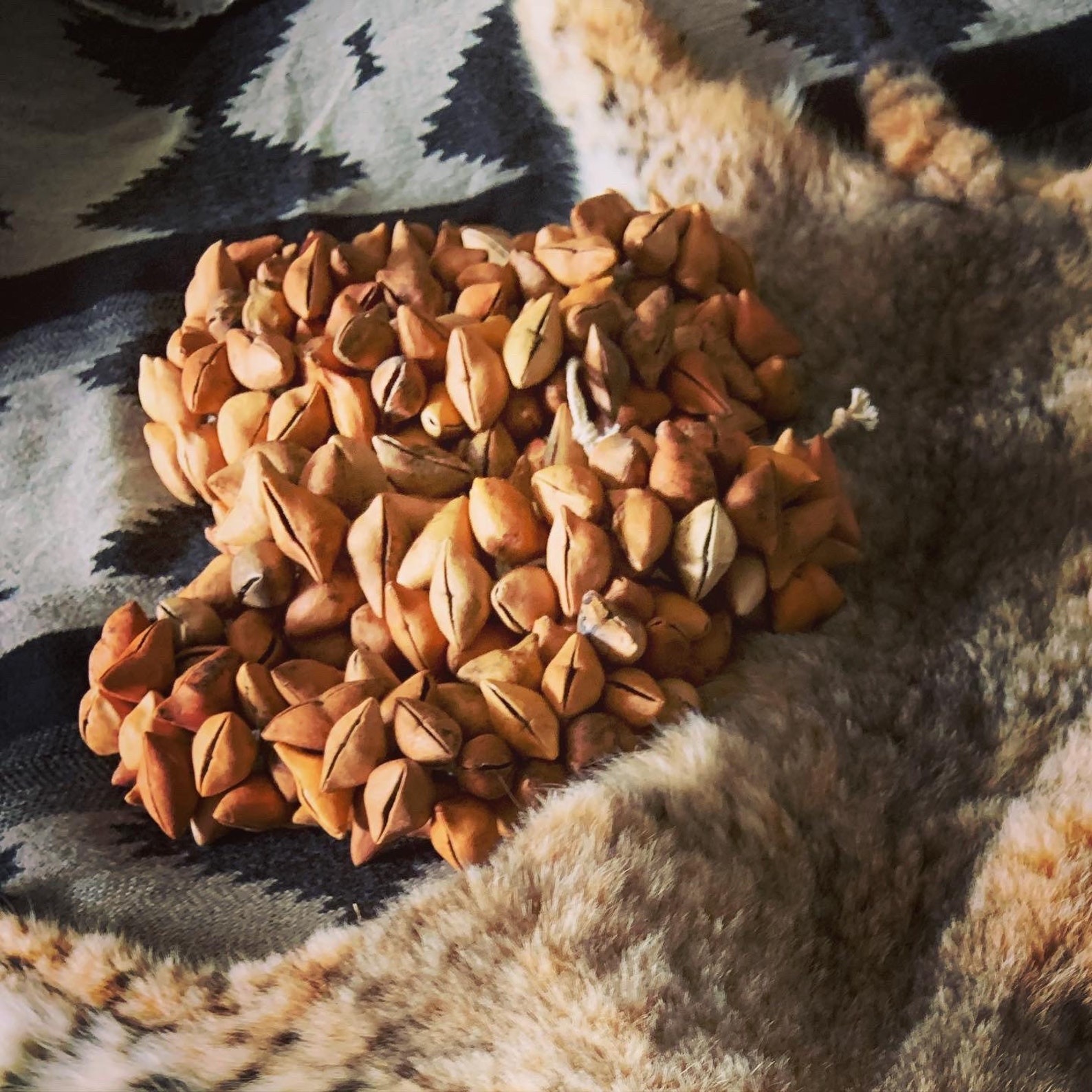 Chachayotes Ayoyotes Ayotl Coyoleras 100 Shells - Etsy