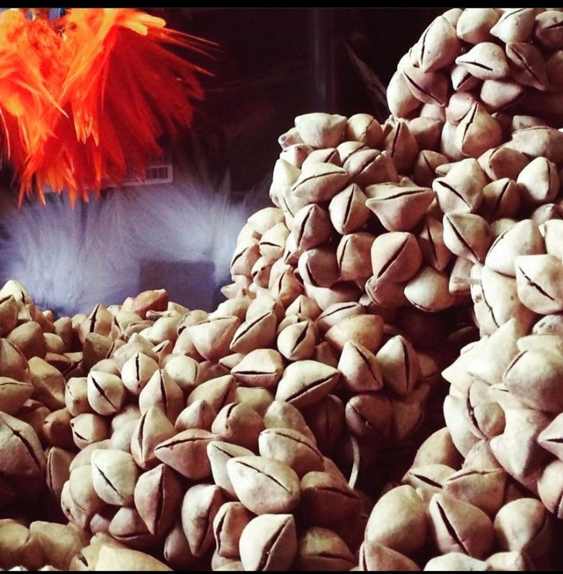 Chachayotes Ayoyotes Ayotl Coyoleras 100 Shells - Etsy