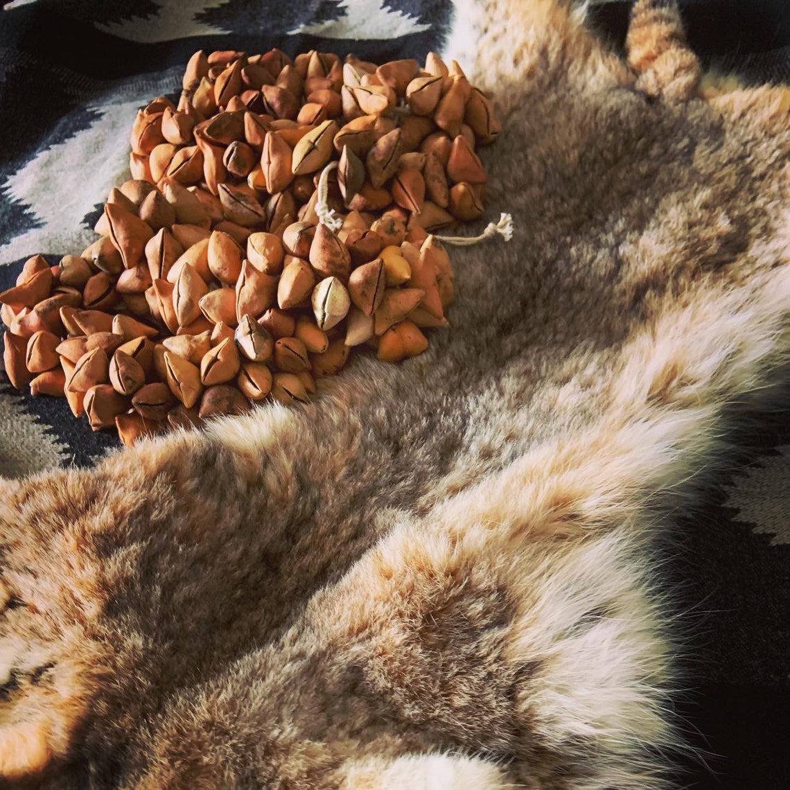 Chachayotes Ayoyotes Ayotl Coyoleras 100 Shells - Etsy