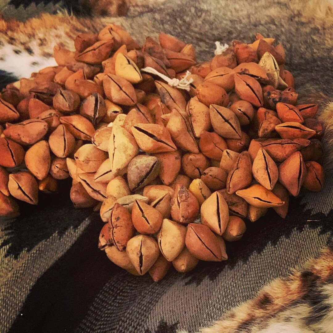 Chachayotes Ayoyotes Ayotl Coyoleras 100 Shells - Etsy