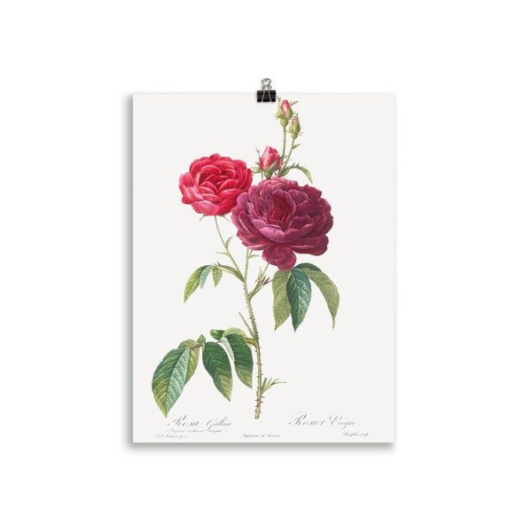 Rosa Gallica - Etsy