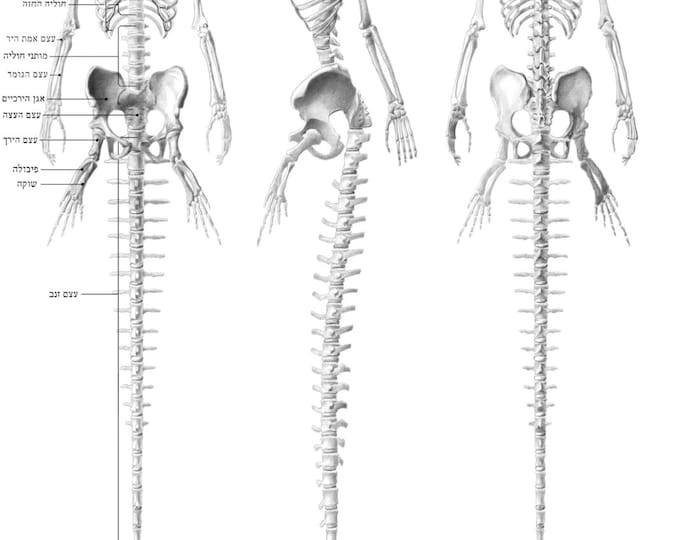 Mermaid Anatomy Skeleton - Etsy