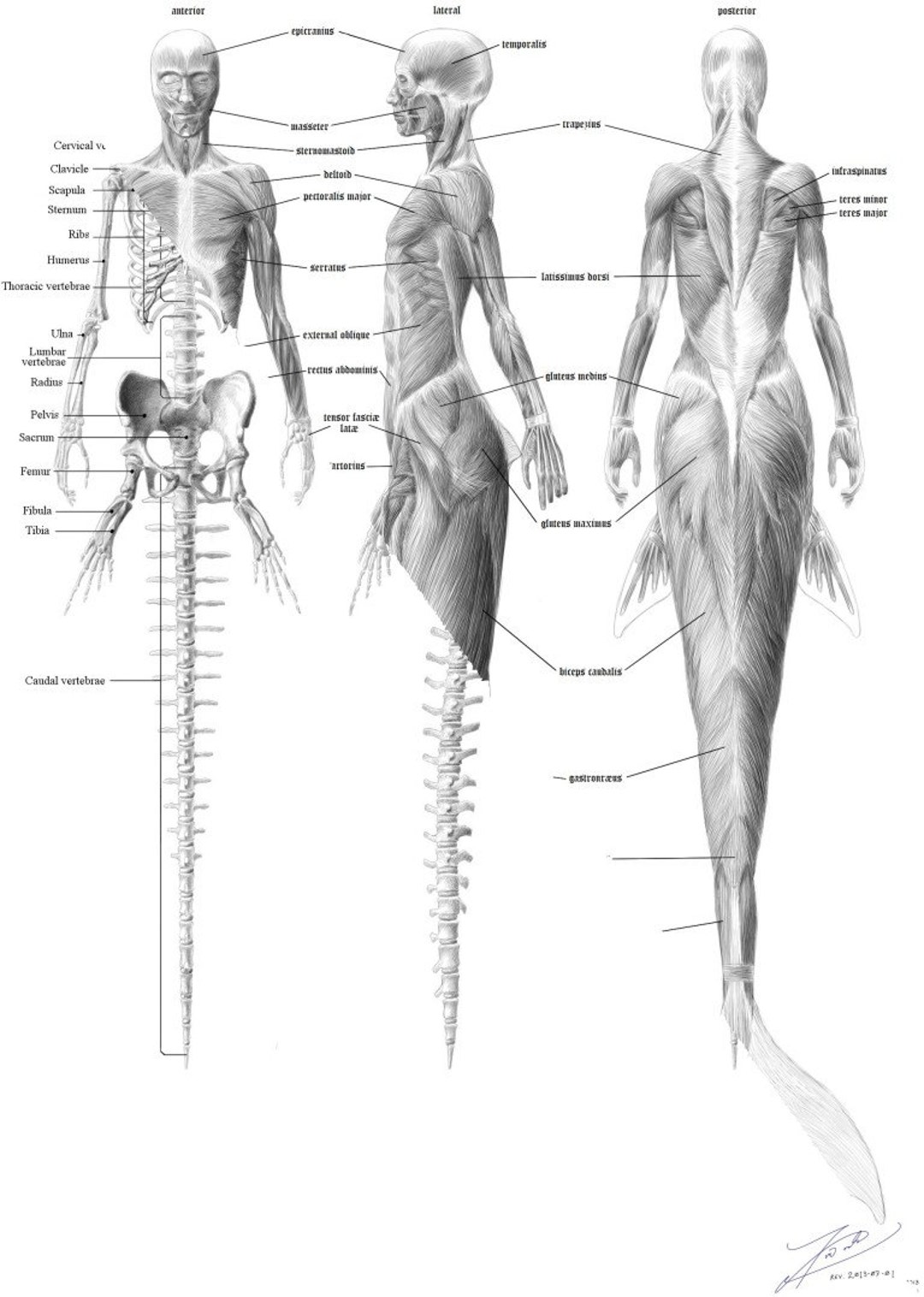 Mermaid Anatomy Bundle - Skeleton (english) & Musculature - Etsy