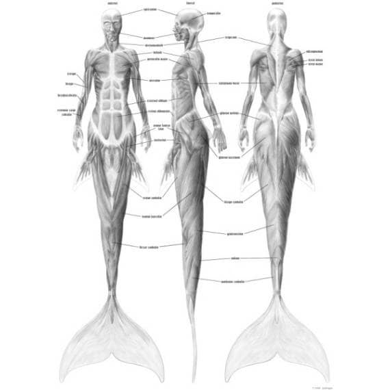 Human With Tail Drawing