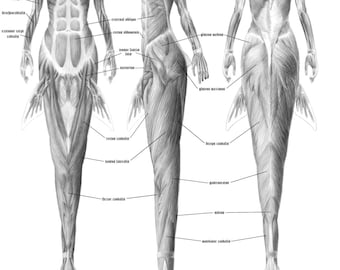 Mermaid Anatomy Bundle - Skeleton (english) & Musculature - Etsy