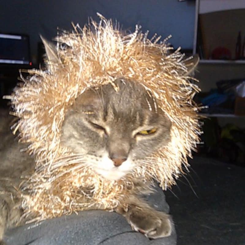 Cat Lion Mane Costume - Etsy