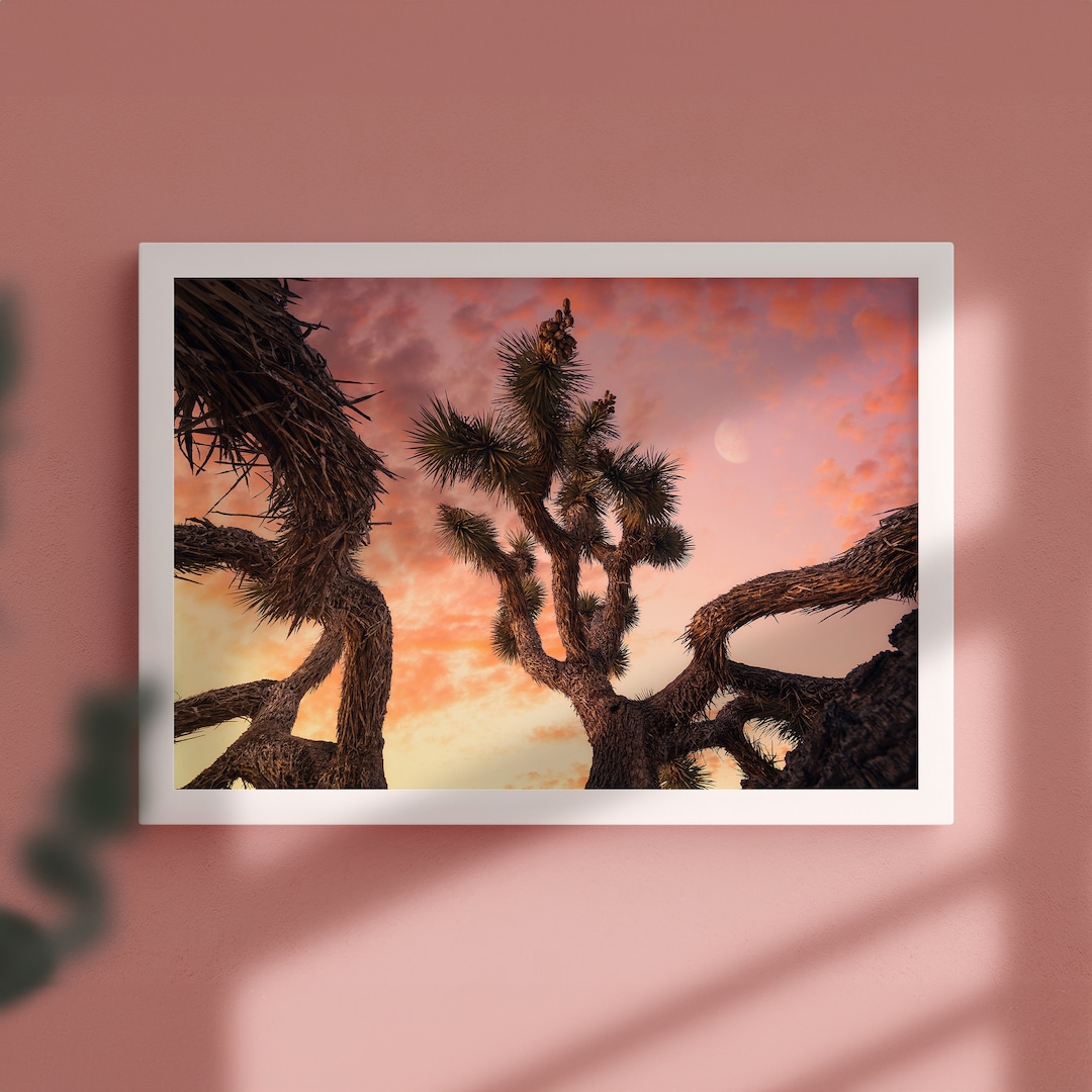 Joshua Tree National Park Sunset, Joshua Tree Art, Joshua Tree Print ...