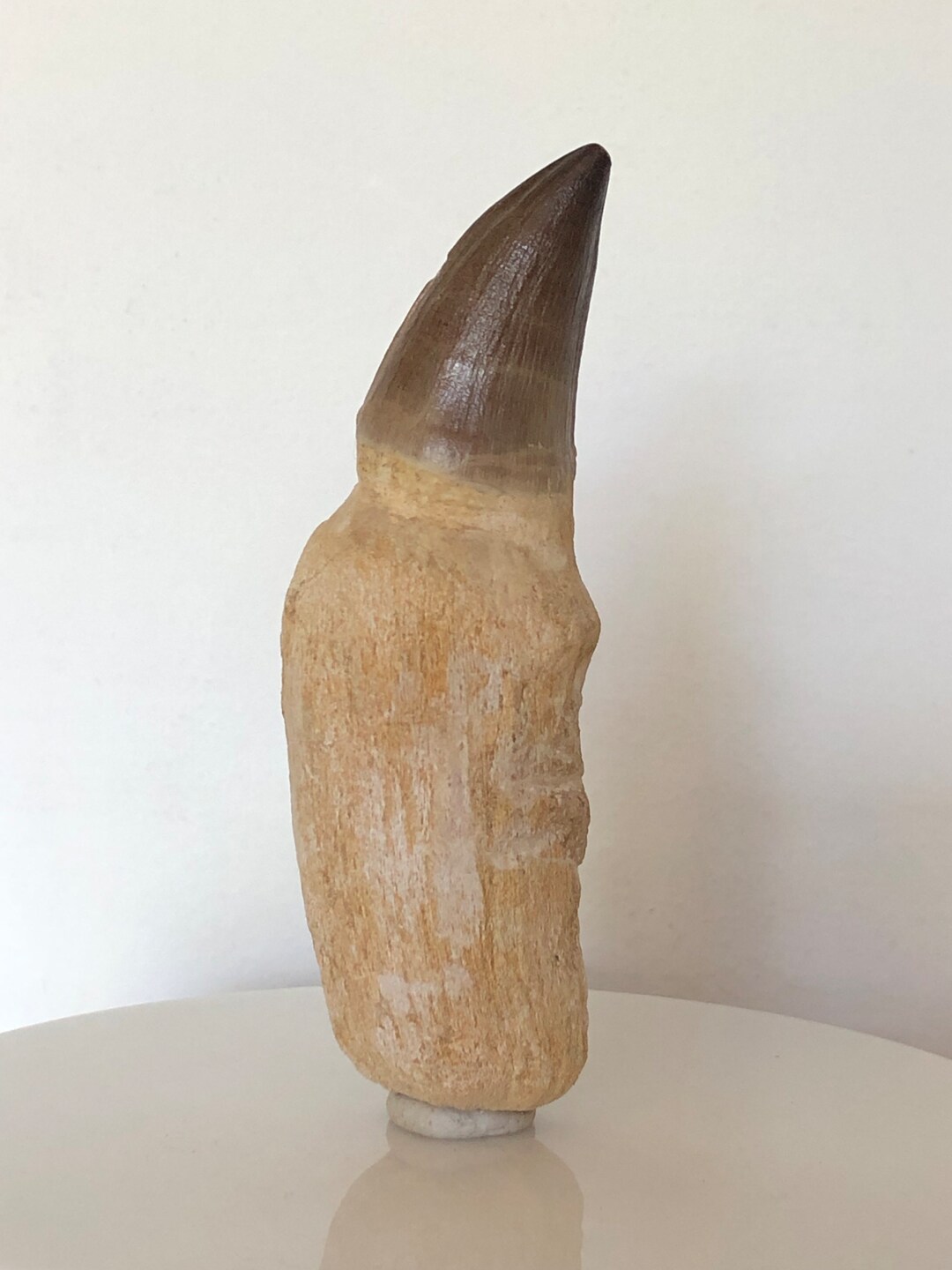 Huge Mosasaur Prognathodon Giganteus Fossil Tooth 117mm - Etsy