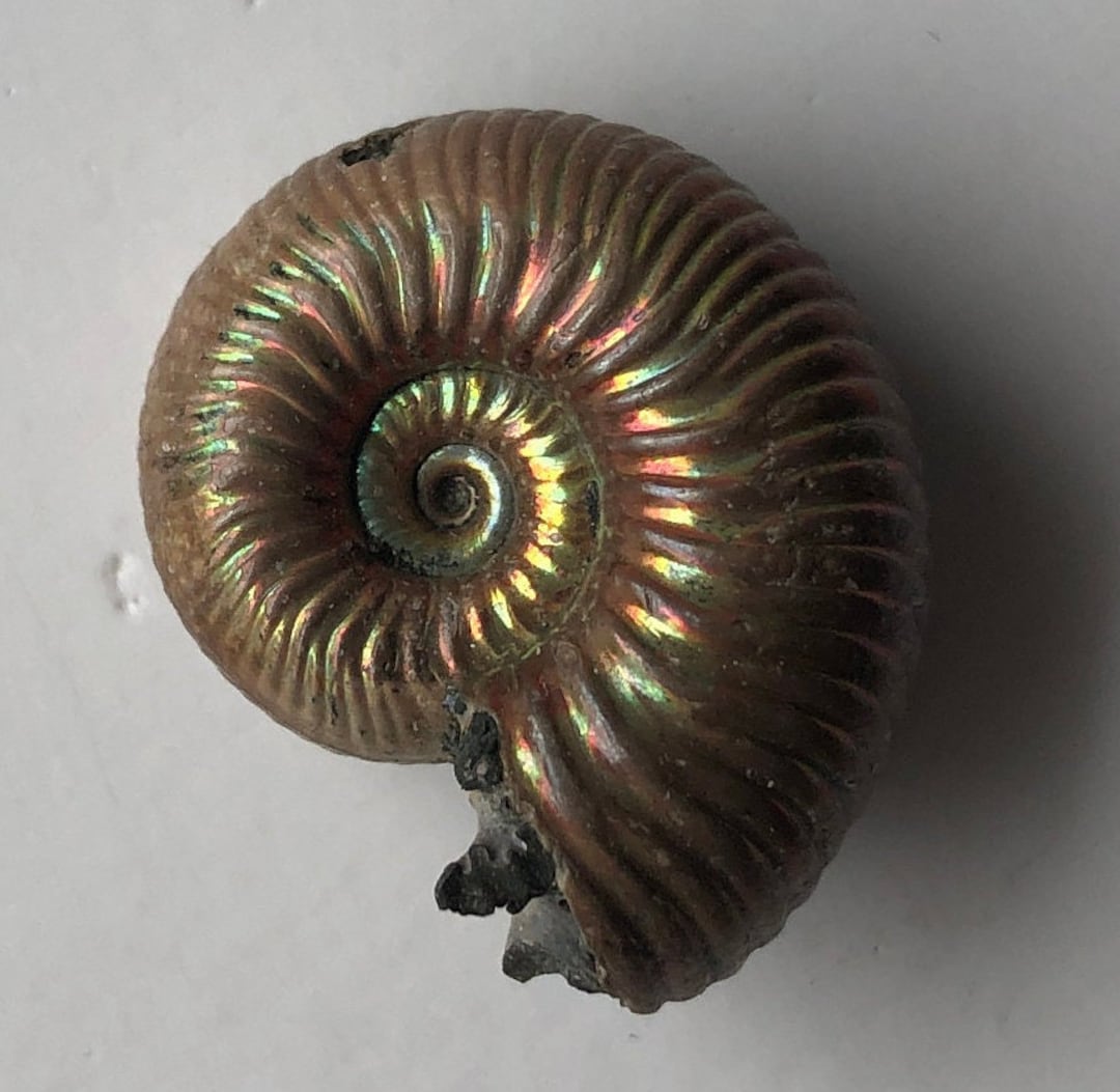 Fossil Perisphinctes Iridescent & Ribbed Shell Ammonite, Madagascan - Etsy